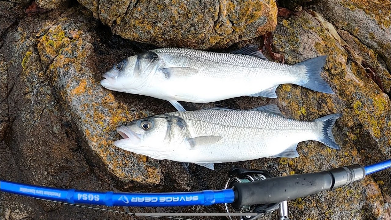 ONE FISHERMAN A ROD AND BASS GOING NUTS!! - YouTube