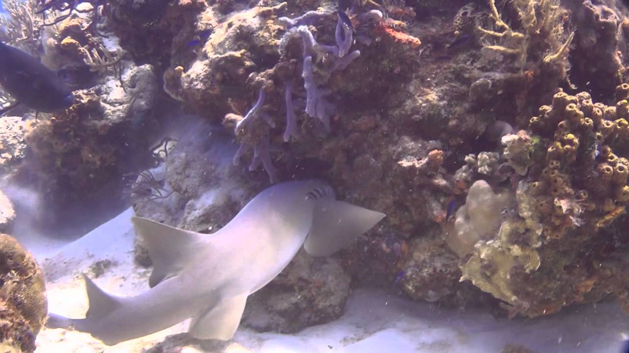 Cozumel, Santa Rosa Reef, 02.10.2011 - YouTube