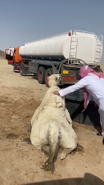 حالة سقوط سنام الجمل ؛؛ ليس لها سبب وليس لها علاج ⚕️💉💚 Youtube