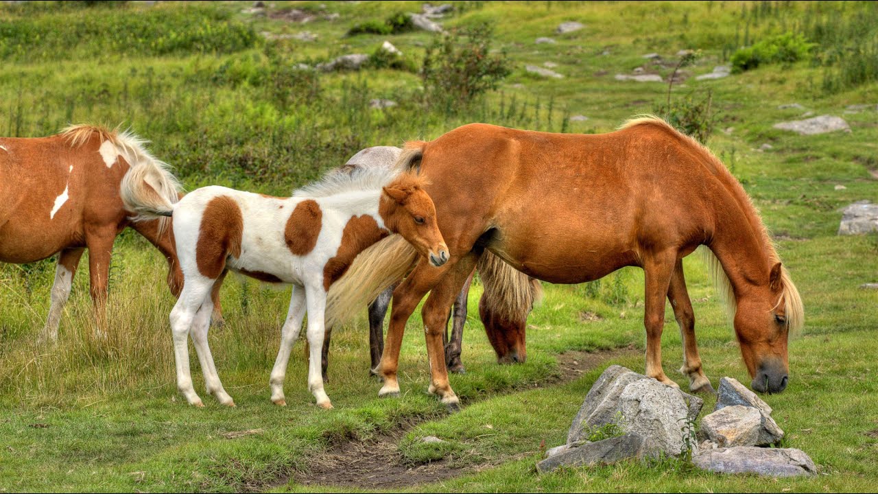 Mount Rogers (VIRGINIA) - Highpointing with Wild Ponies - YouTube