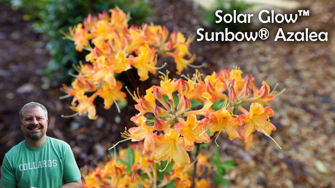 Solar Glow™ Sunbow® Azalea - Almost Everyone Can Grow This! - YouTube