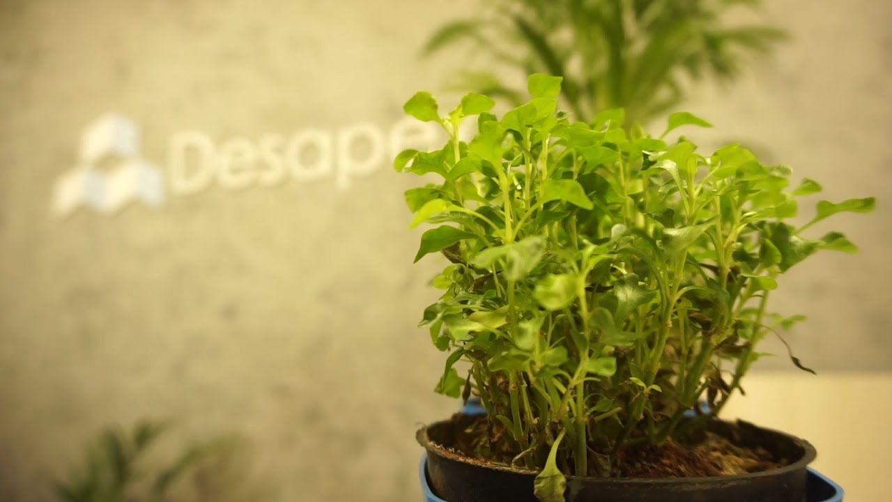 Desapex New Office | BIM | Laser Scanning | Scan to BIM | Digital Twin ...