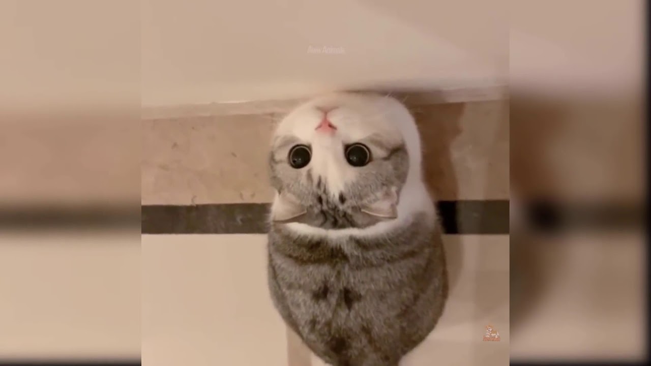 Animal fort cats - YouTube