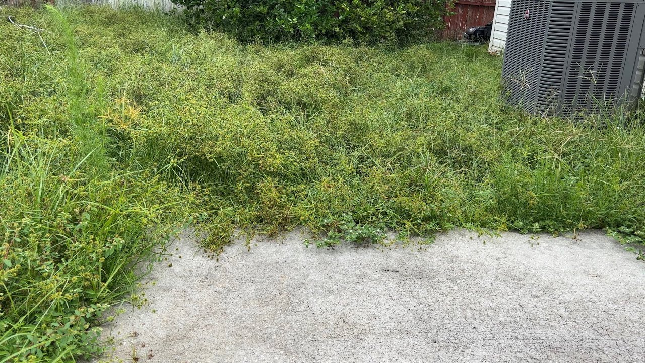 Mowing tall grass with walk behind lawn mower part 1 - YouTube