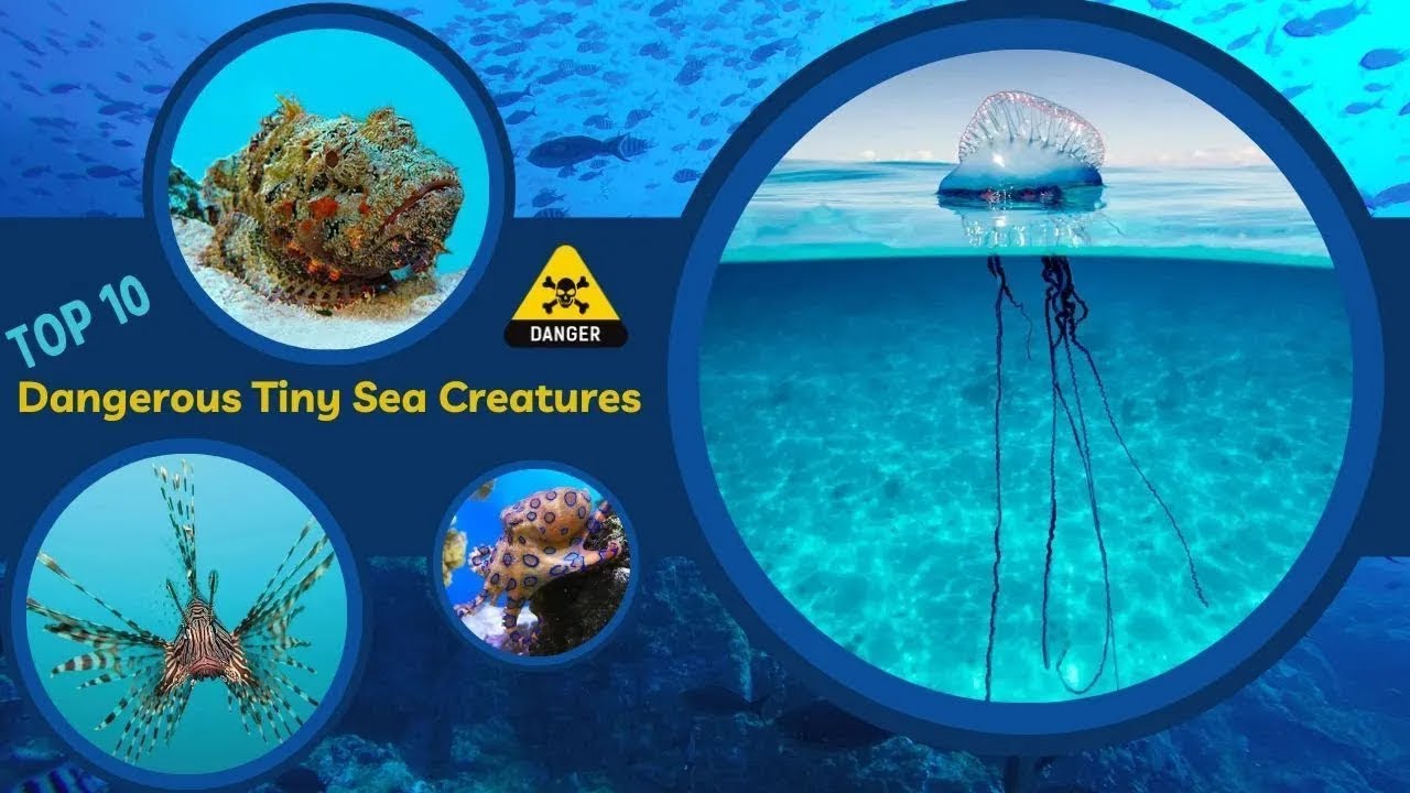 10 Tiny Sea Creatures That Are As Dangerous As They Are Tiny - YouTube