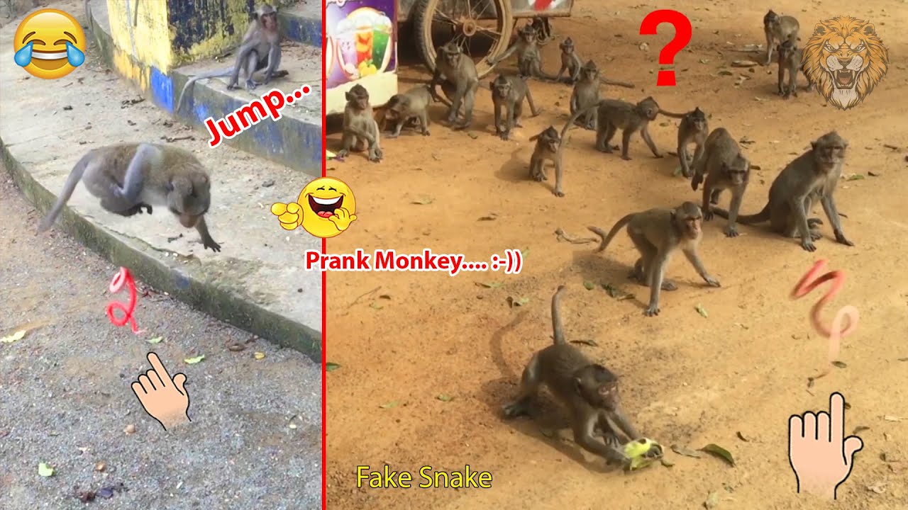 Play With Monkey So Funny - How Monkey Live & For In Group & Take Care ...