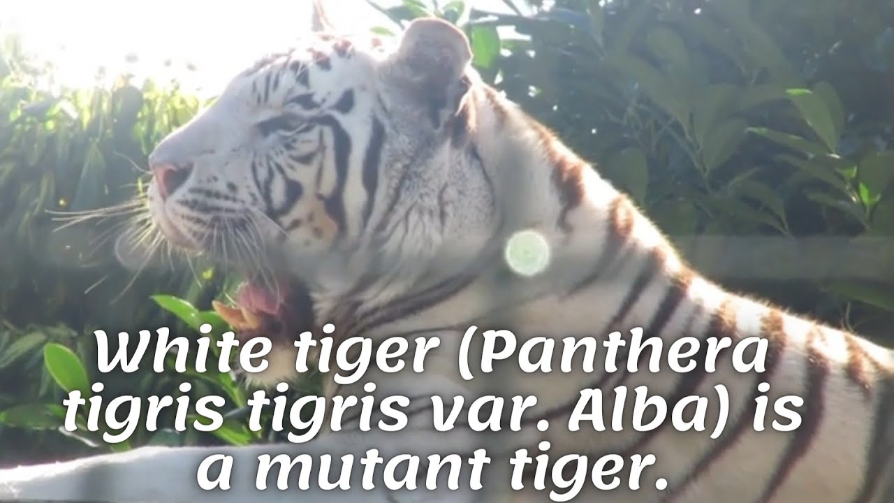White tiger (Panthera tigris tigris var. Alba) is a mutant tiger. - YouTube
