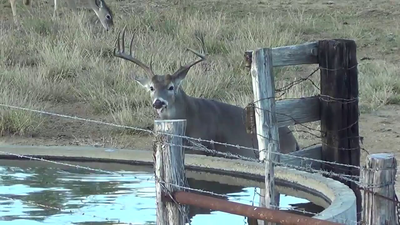 Whitetail Buck Drinking Water From Cattle Trough - YouTube