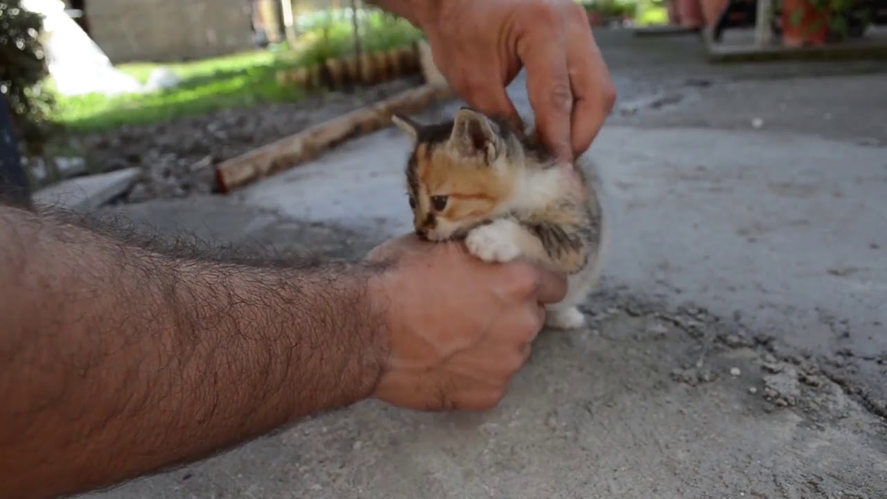 How to deactivate a Cat - YouTube