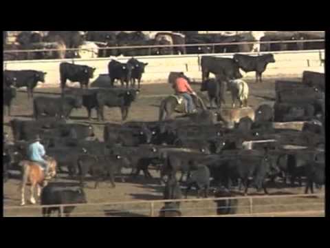 Ravensworth & Ramps Ridge Feedlot - YouTube
