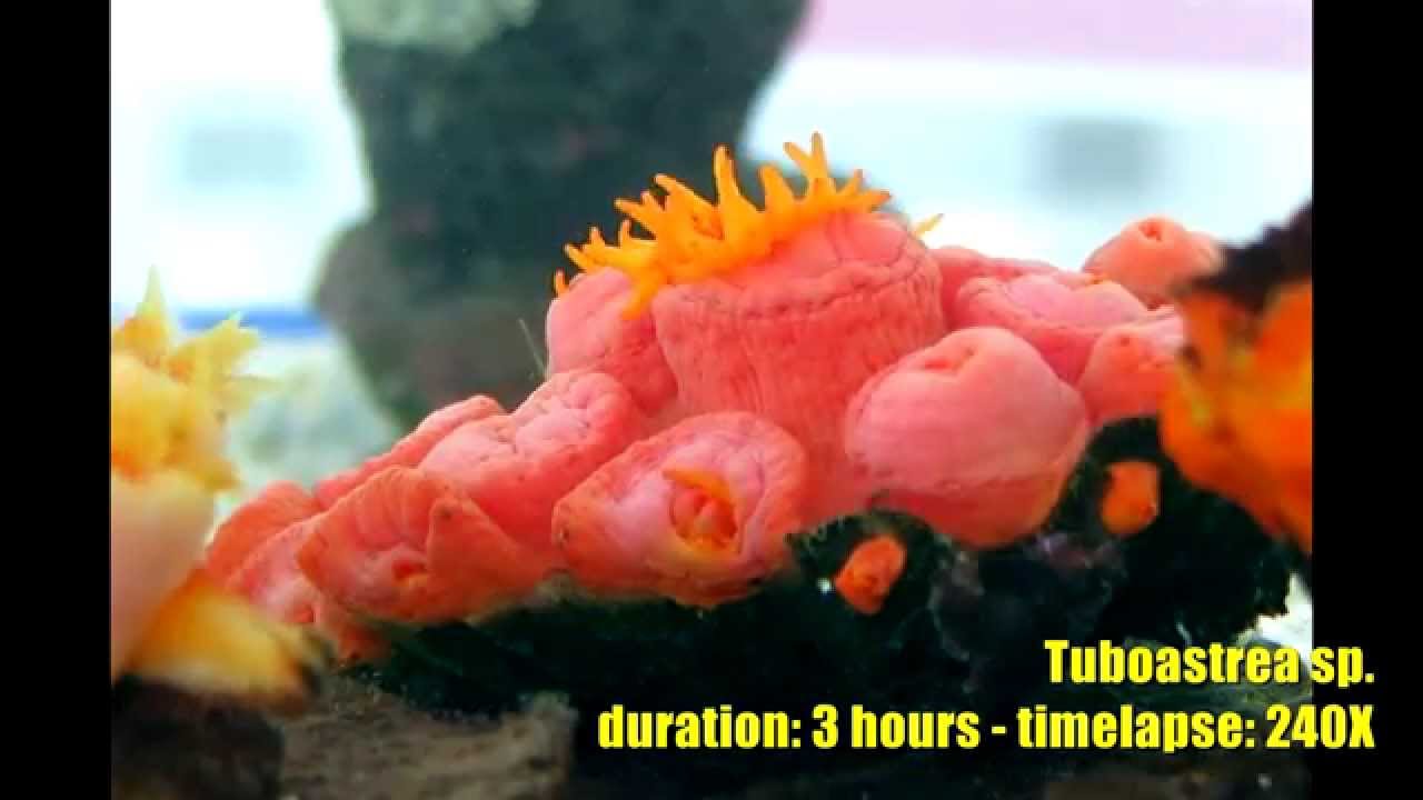 #CoralTimelapse - Tubastrea sp. extending and retracting its polyps ...