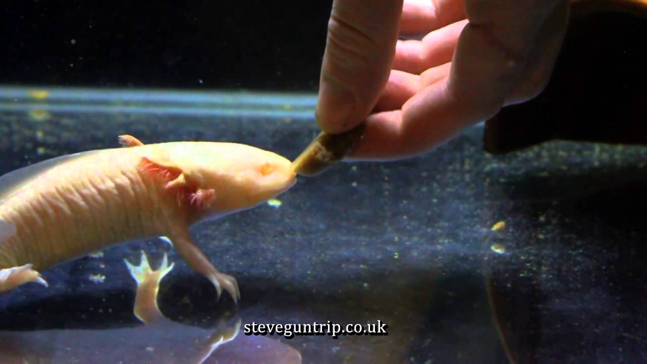 Axolotl feeding time (slow motion) - YouTube