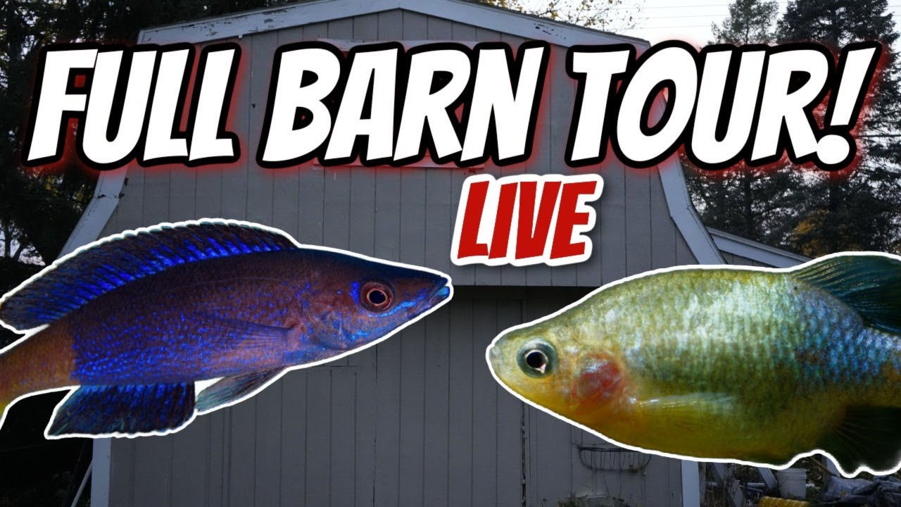 Full Barn Tour Live! - YouTube
