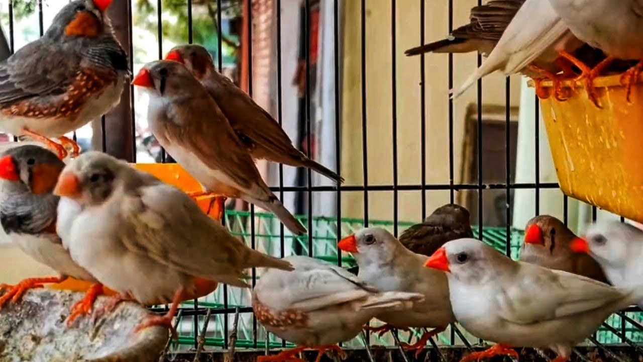 Cockatiel, Lovebirds, Java, Finch, Rabbits 🐦🕊️🦜🐰 - YouTube