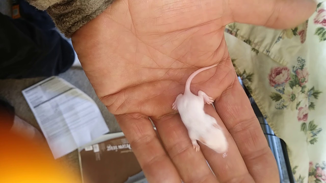 Baby mouse...2 weeks old - YouTube