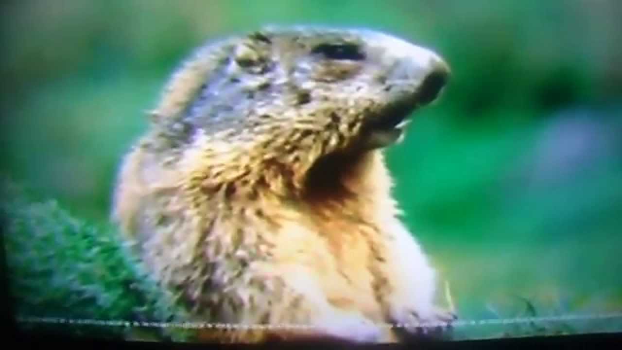 El castor de la propaganda ! . - YouTube