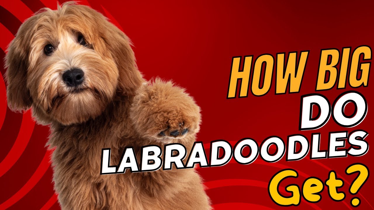 How Big Do Labradoodles Get? 🐾📏 - YouTube