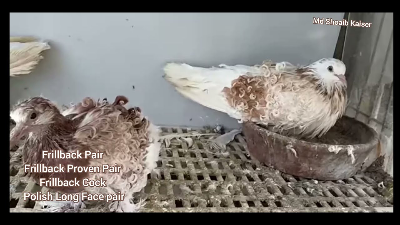 Frillback Pigeon Pair And Polish Long Face Pigeon Pair - YouTube