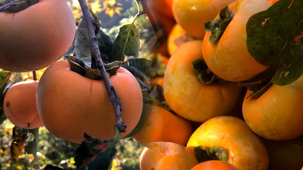 Persimmons Harvesting - Amlok Fruits Season - YouTube