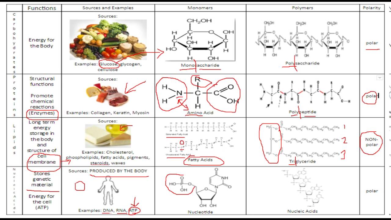 Biomolecules YouTube biomolecules-youtube