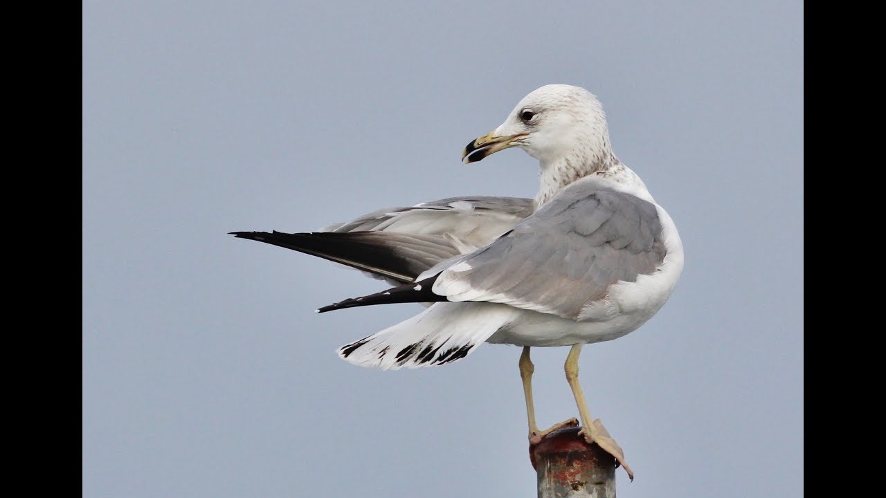 Armenian Gull (Larus armenicus) Αρμενικός Γλάρος - Cyprus - YouTube