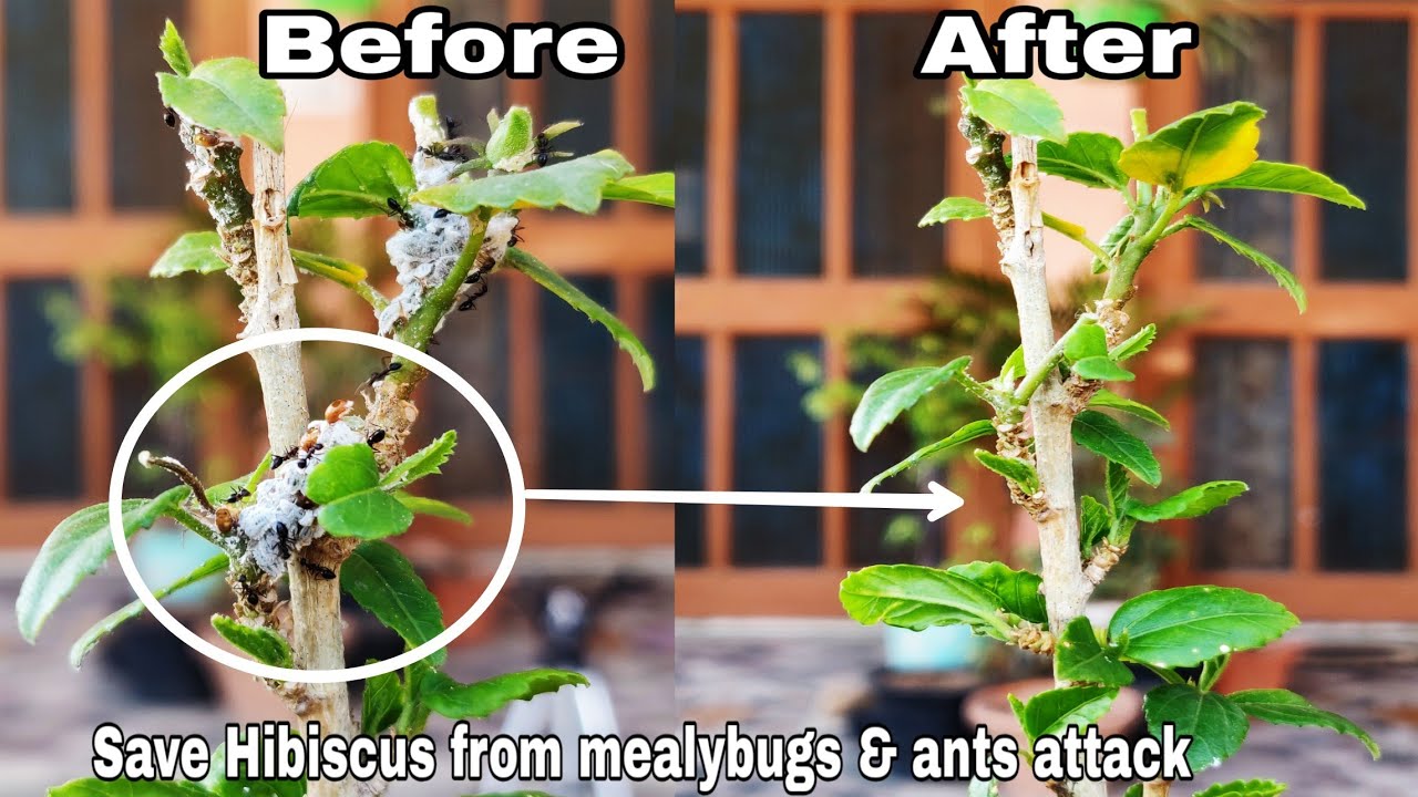 Mealybugs treatment, How to control white mealybugs - YouTube