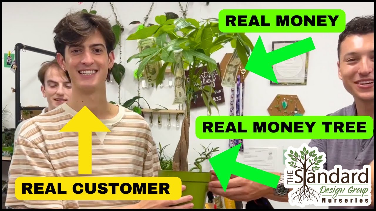 Real Money Trees