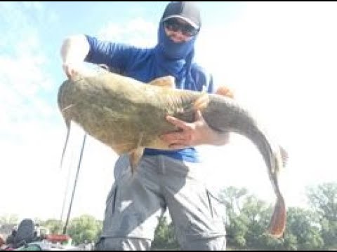 Kansas River Monster Catfish - YouTube