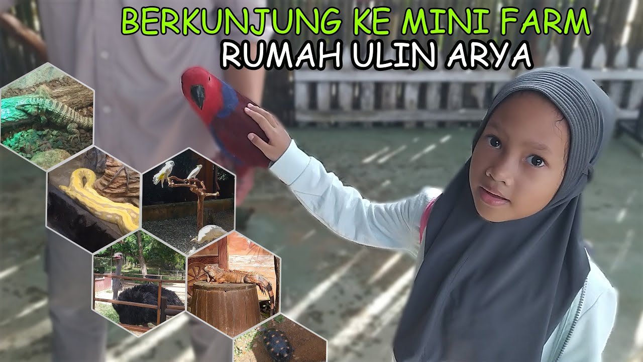 Berkunjung Ke Mini Farm Rumah Ulin Arya - YouTube