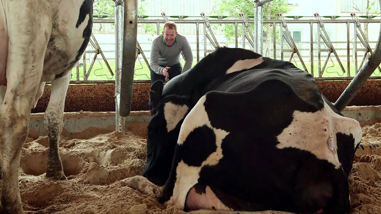 Discover Dairy: Adam Henson talks dairy farming - YouTube
