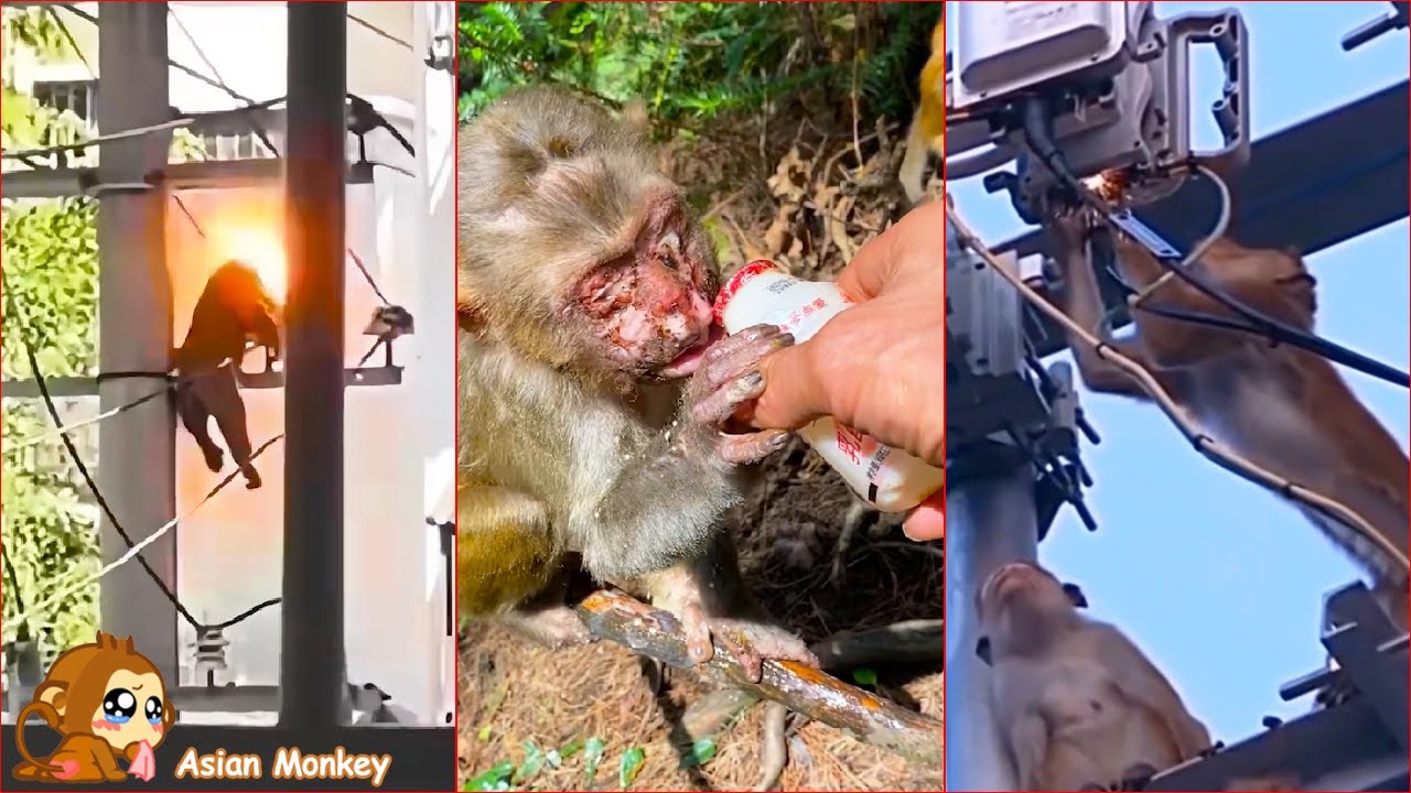 Extremely dangerous! monkeys compete to climb on high voltage ...