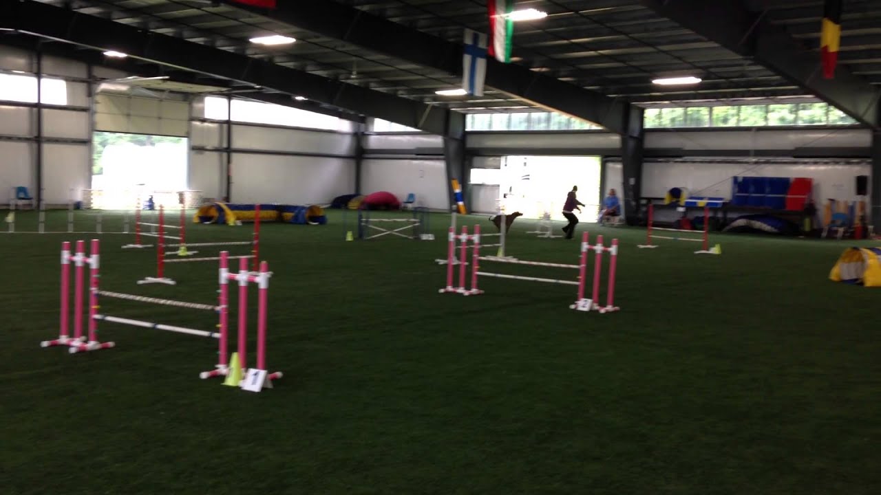 CPE Agility Colors Level 5 (Molly NQ) - YouTube