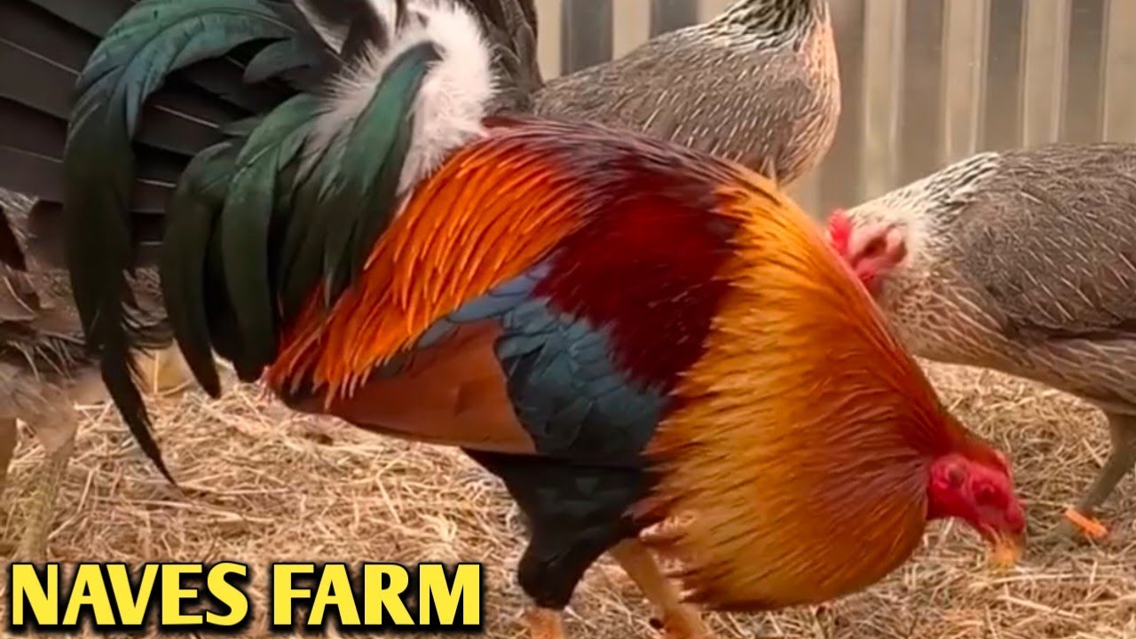 Larry Romero Kelso Grey Albany - NAVES FARM - YouTube