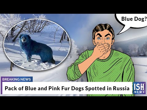 Pack of Blue and Pink Fur Dogs Spotted in Russia