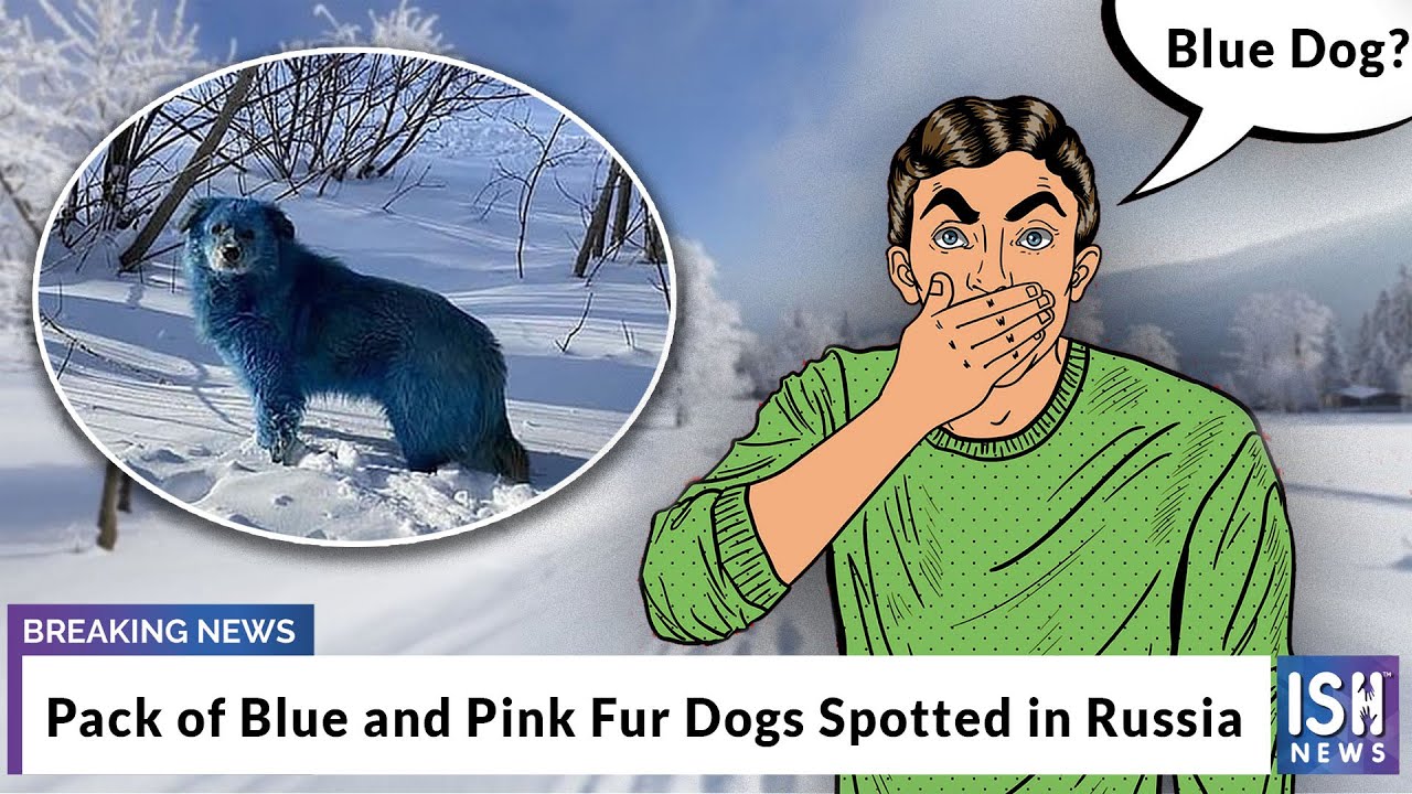 Pack of Blue and Pink Fur Dogs Spotted in Russia - YouTube