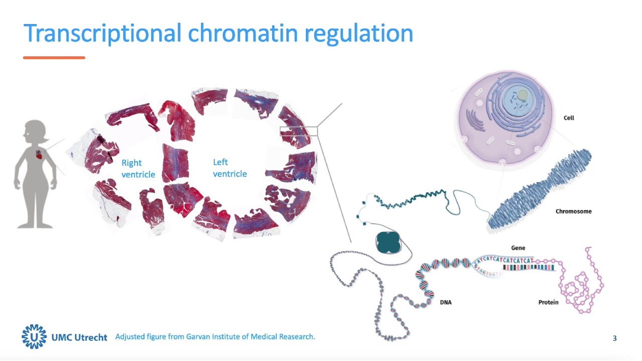 Protocol to profile chromatin landscape in snap-frozen biobanked heart ...