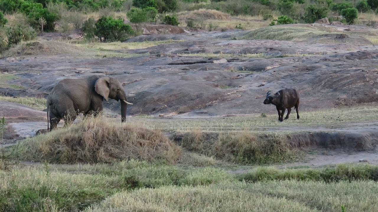 Buffalo vs Elephant - Masai Mara, Kenya - YouTube