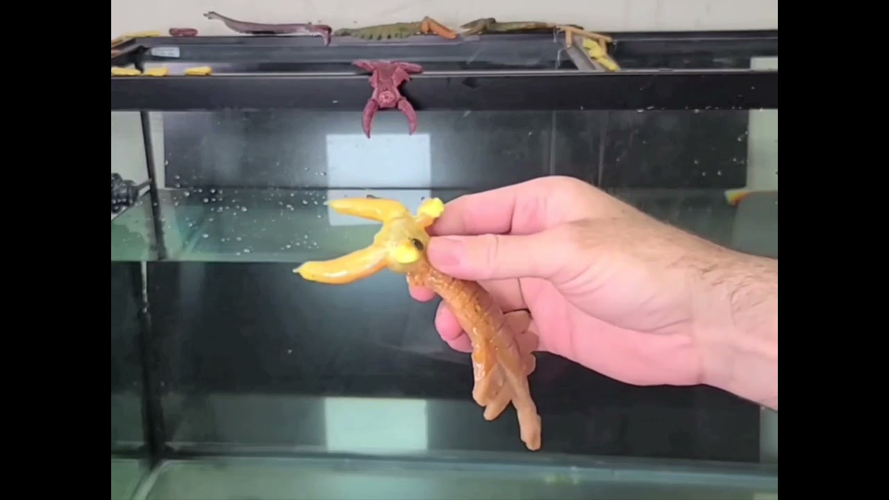 Bringing back Anomalocaris, the 540 million Apex predator. - YouTube