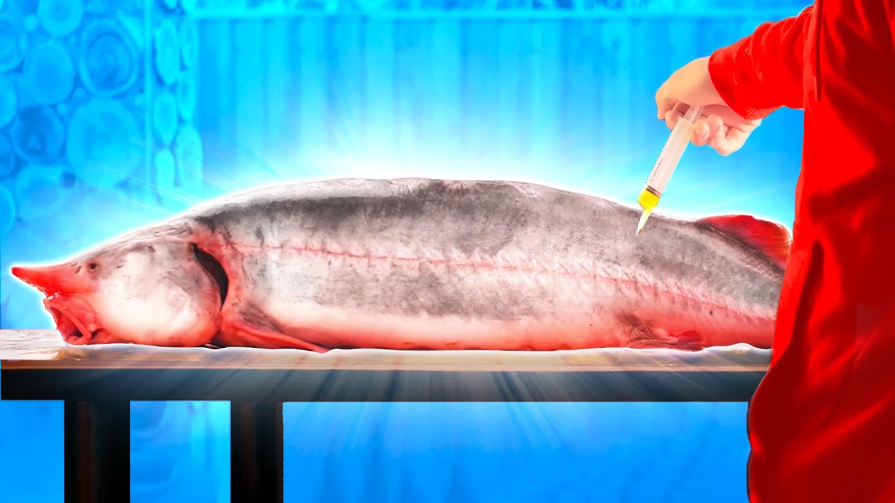 An 18th-century Royal Fish Soup was Cooked from a Huge Sturgeon Head by VANZAI - YouTube