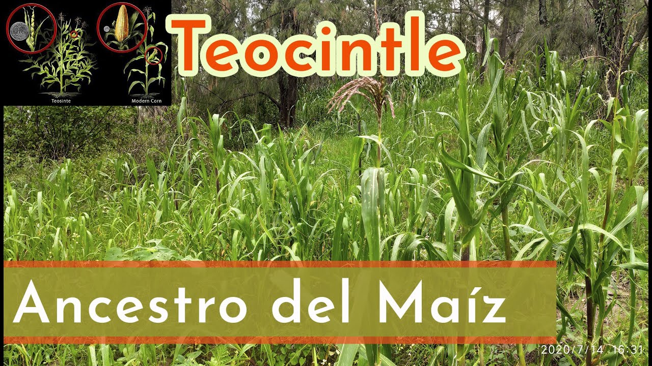 Teocintle - ancestro del maíz - Plantas mexicanas -Mecuate- CultivArte ...