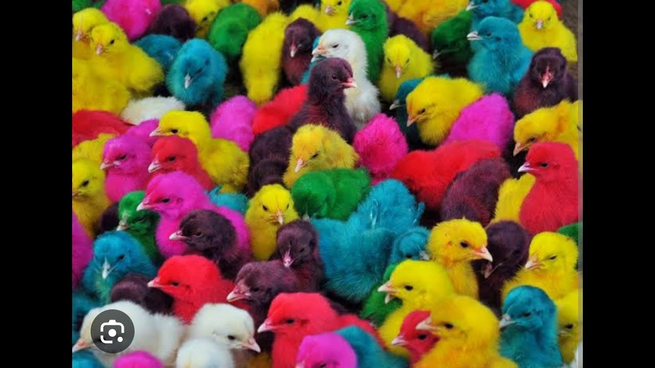 RAINBOW CHICK | COLOR BABY CHICKEN | COLOURS GAMES CHICK | PLAYING WITH ...