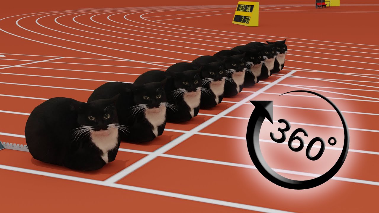 360° Maxwell The Cat 100m VR / 4K - YouTube