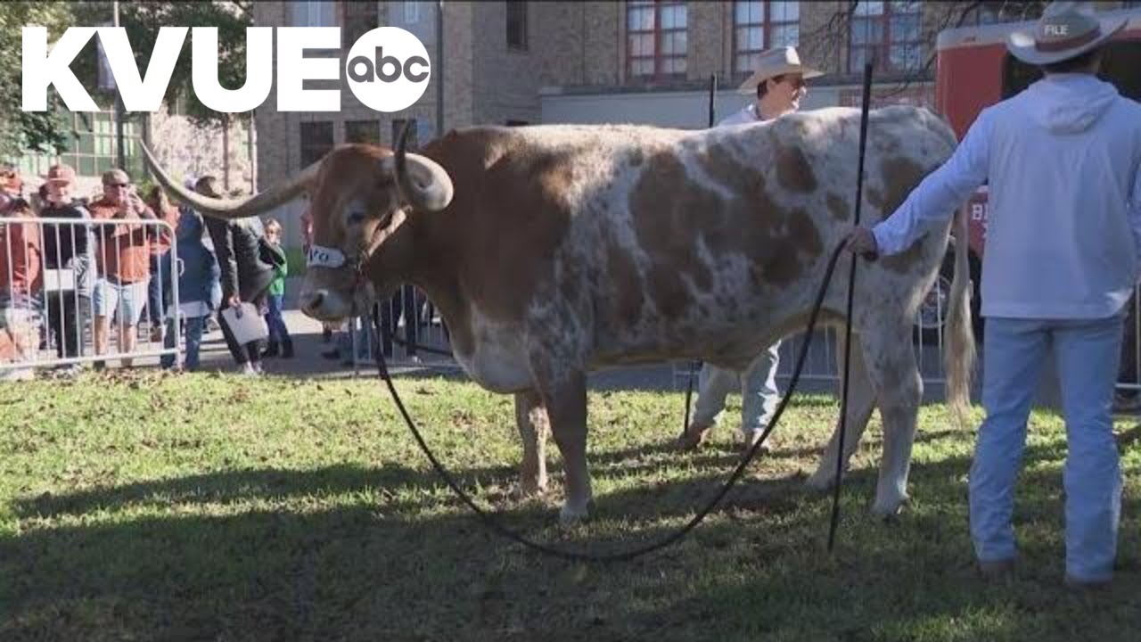 Bevo XV turns 9! - YouTube