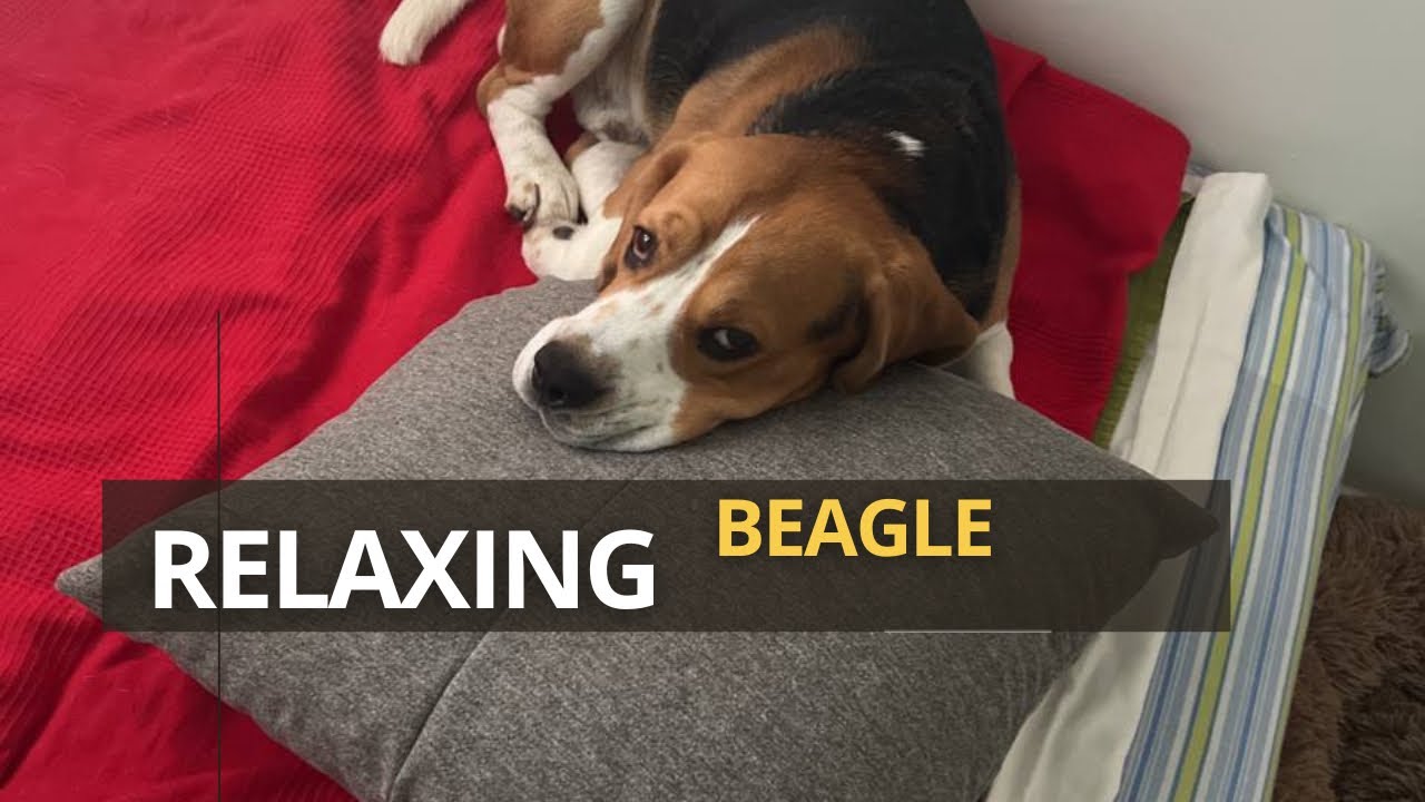 Relaxing. #Beagle, #Barcelona, #Spain, #dogs #doglife - YouTube