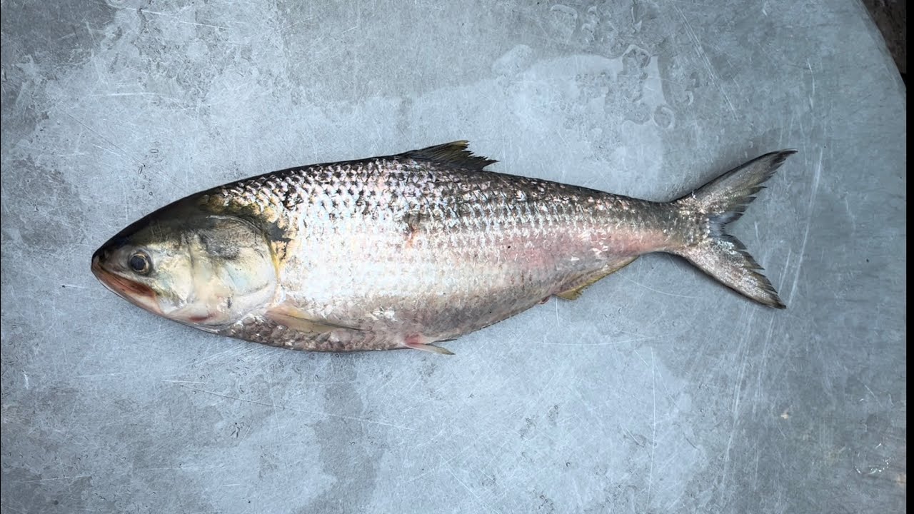 Fresh hilsa fish from Padma. পদ্মার টাটকা ইলিশ মাছ। - YouTube