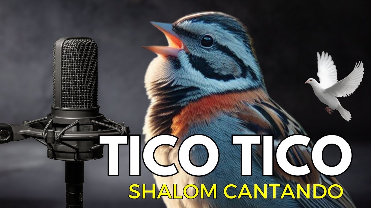 Canto do Tico tico Shalom Jesus meu Deus firme com andamento suave ...