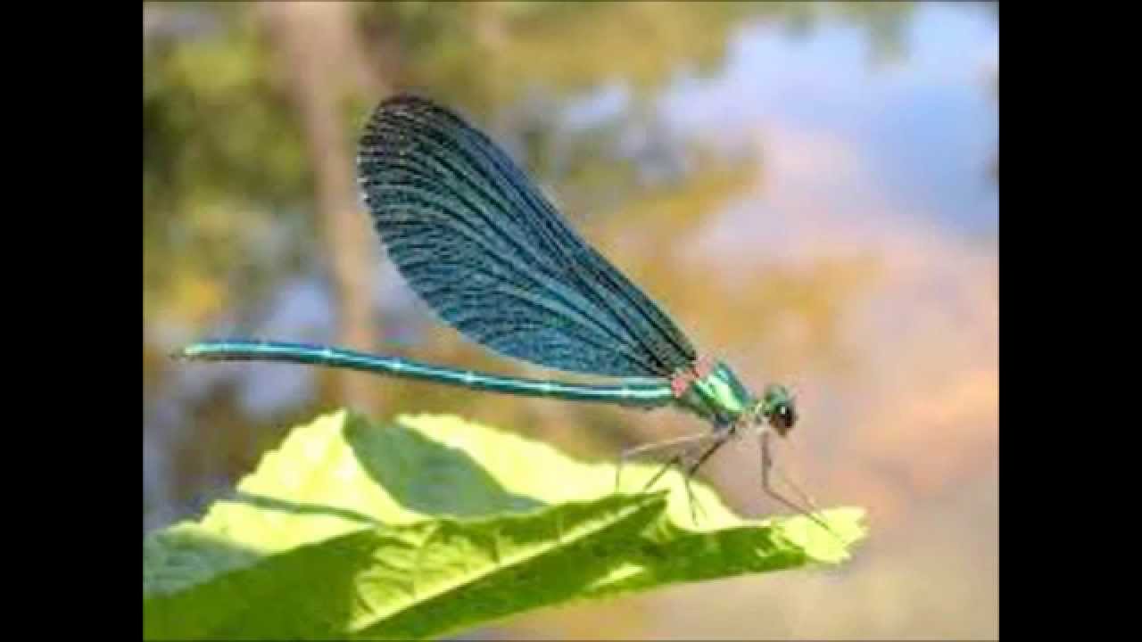 ΛΙΒΕΛΟΥΛΑ ΟΡΦΕΑΣ ΠΕΡΙΔΗΣ - YouTube