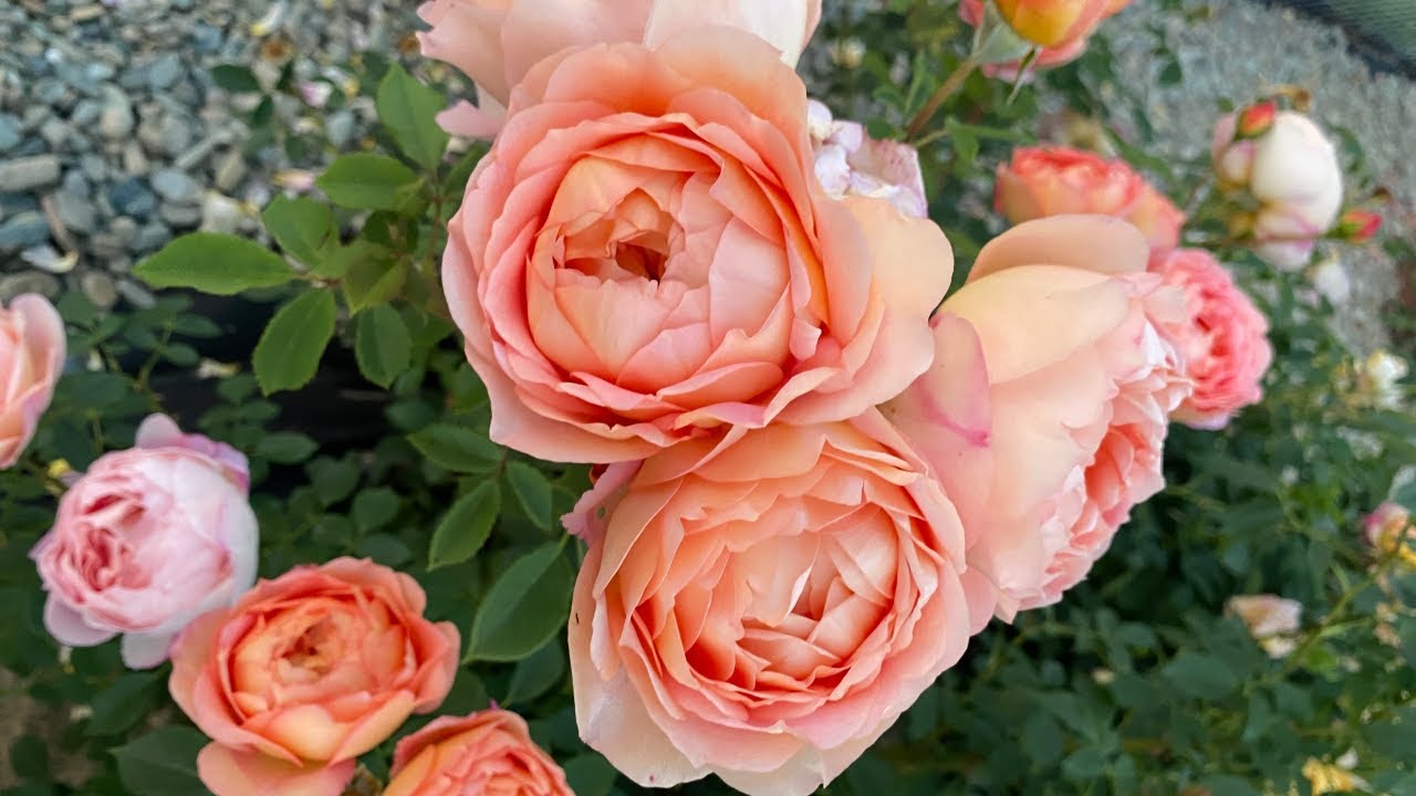 Lady of Shalott is an orange palette fragrant shrub rose from David ...