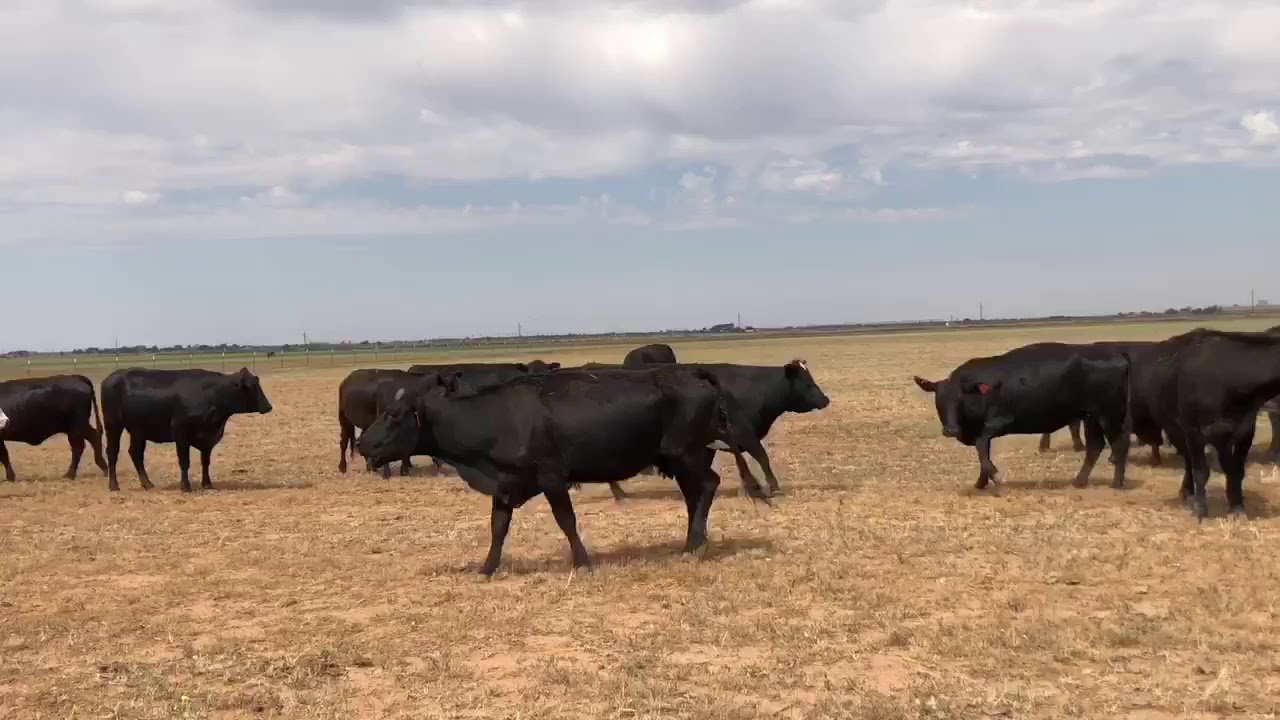 Angus, Brangus and Black/White Face bred cows, #0616 | Cattle for sale ...