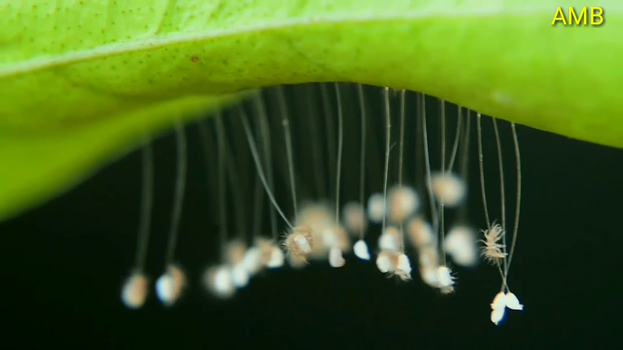 Hatching of Lace-worm eggs - YouTube